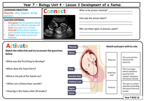 Ks3 Reproduction And Variation Development Of A Foetus Maps To