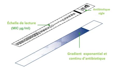 Mic Test Strip Quantitative Assay For Determining The Minimum