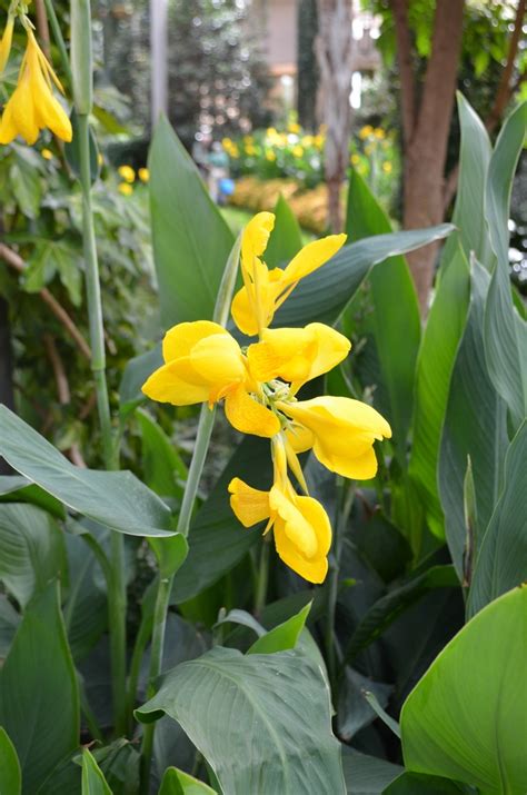 Canna Lemon Drop Canna Lily Garden Center Marketing