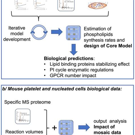Graphical Summary Of The Different Modelling Steps A The Core Model