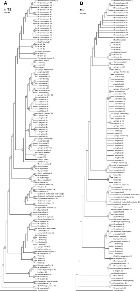 Strict Consensus Trees Constructed Using Maximum Parsimony Analysis Of