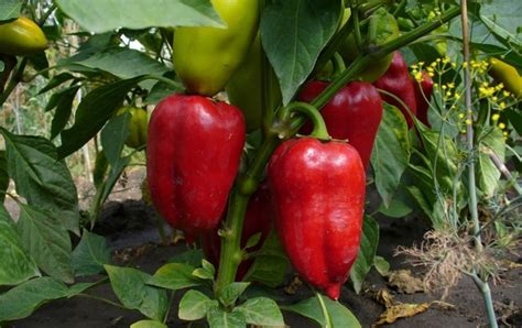 Ось чим потрібно підгодувати солодкі перці у червні щоб отримати величезний урожай Читайте на