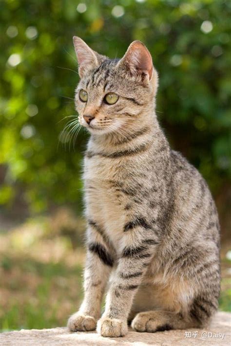 中华田园猫丨狸花猫 知乎