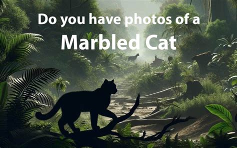 Marbled Cat Pardofelis Marmorata Chasing Wildlife