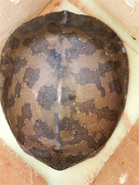 Turtles And Tortoise Eublah Exotics
