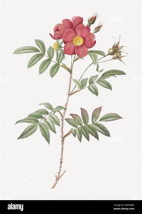 Rose Tree With Red Stems And Spines Vector Stock Vector Image And Art Alamy
