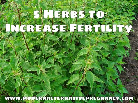 5 Herbs To Increase Fertility