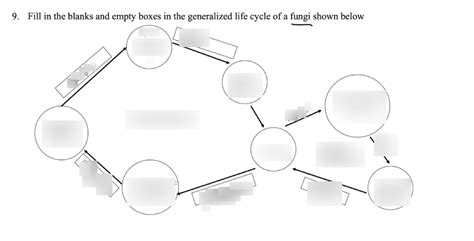 Life Cycle Of Fungi Diagram Quizlet