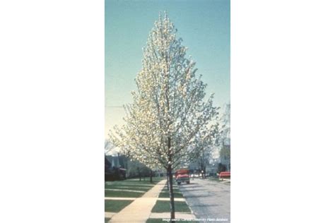 Pear Flowers Tips For Growing And Care