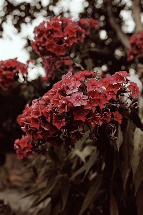 Flowers Plant Nature Red Free Photo On Pixabay