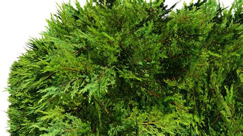 Juniper And Bush 3d Model Flippednormals