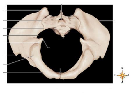 Inferior Pelvis Diagram Diagram Quizlet