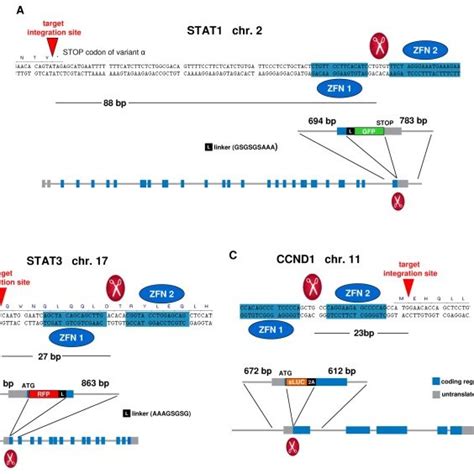 A Junction Pcr Analysis Checks For Correct Donor Integration Pcr Was
