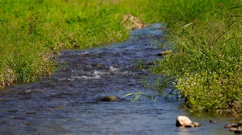 Con Sông Suối Trên Núi Rừng Lạch Free Video On Pixabay
