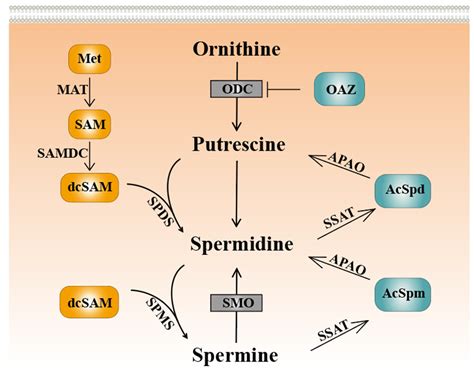 Polyamines In Ovarian Aging And Disease
