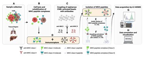 Immunopeptidomics Isolation Of Mouse And Human Mhc Class I And Ii Associated Peptides For Mass