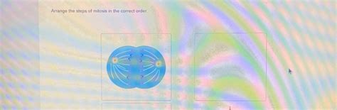 Arrange The Steps Of Mitosis In The Correct Order Algebra