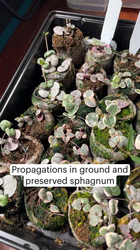 String Of Hearts Propagations In Home Accessories