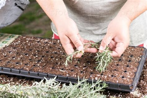 Comment cultiver le romarin la plante à mille vertus