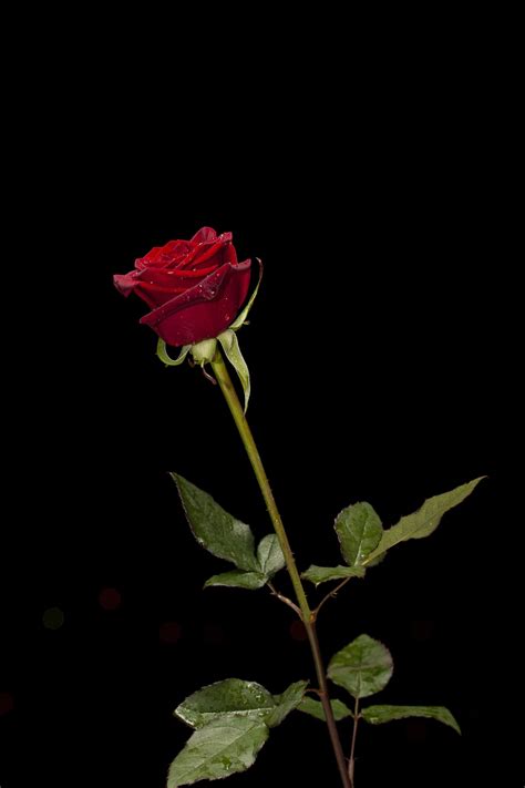 عکس گل زیبا برای تصویر زمینه گوشی کامل هلپ کده