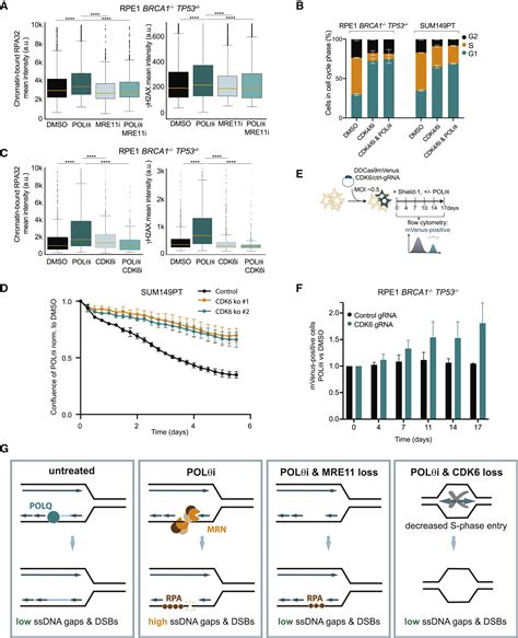 Polθ Processes Ssdna Gaps And Promotes Replication Fork Progression In Brca1 Deficient Cells