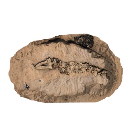 Whale Fossil From Excavation Site Mpc 675 Figment