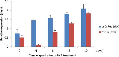 Relative Doublesex Expression In Females Injected With Either Btau Dsx