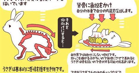 うさぎを飼っているみなさん！ 実は「うさぎの仰向け」はダメなんです‼ トゥギャッチ