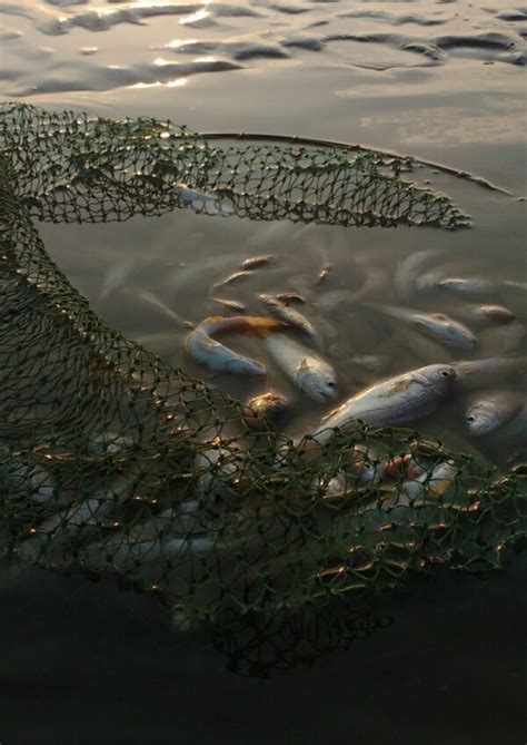 Climate Analytics Adaptation