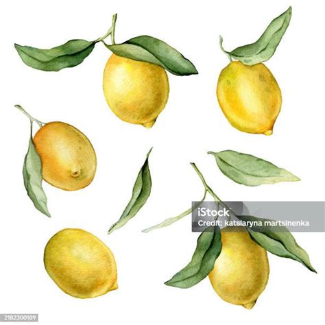 레몬 과일과 가지 세트입니다 손으로 그린 수채화 그림 와 노란 열대 감귤류 음식 통 백색 고립된 배경 녹색 잎이 있는 레몬 나무의 그림입니다 감귤류 과일에 대한 스톡 벡터