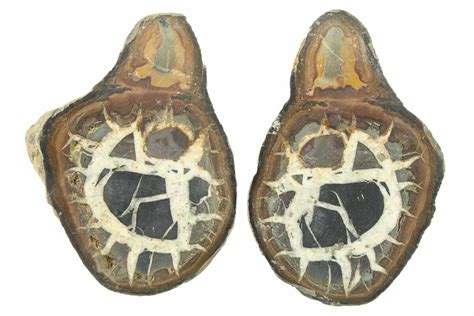 2 35 Cut Polished Septarian Nodule Pair Morocco 273626 For Sale