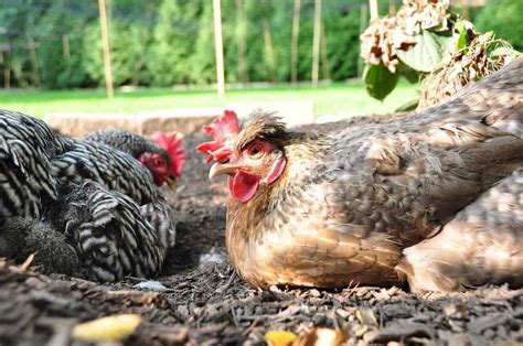 8 Main Reasons Why Chickens Stop Laying Eggs