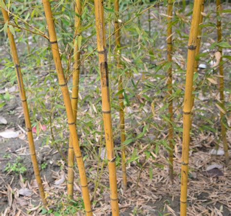 金竹图册 360百科