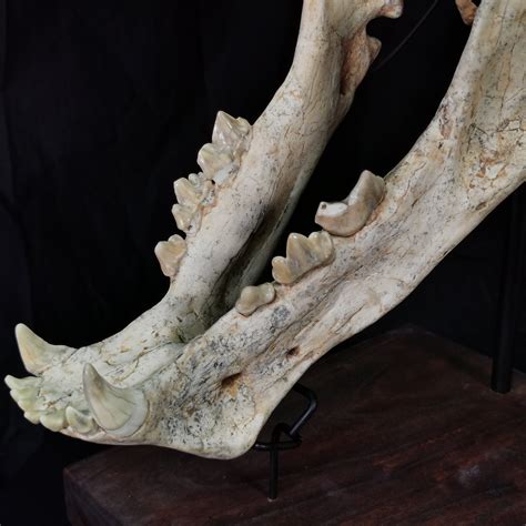 Fossilien Company 化石夢工場