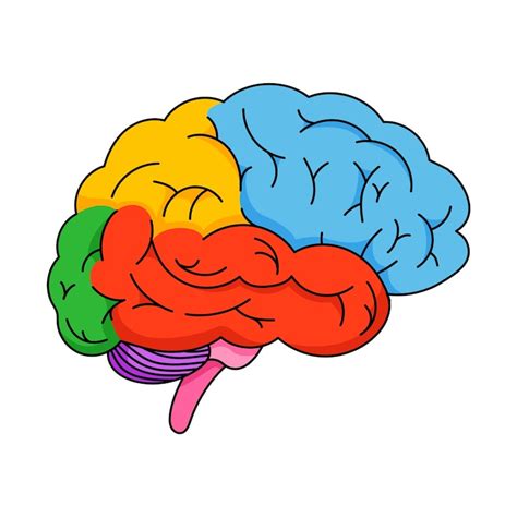 Images De Cerveau Humain Illustration Téléchargement Gratuit Sur Freepik