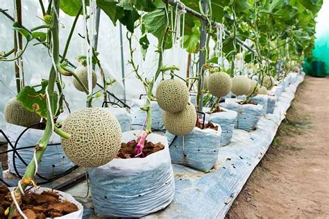 How To Grow Cantaloupe In Containers Gardeners Path Vertical
