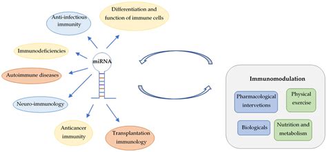 Ijms Free Full Text Role Of Micrornas In Immune Regulation With