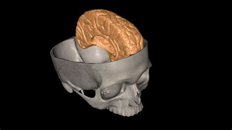 El Hemisferio Cerebral Izquierdo Controla El Movimiento Del Lado Derecho Del Cuerpo Foto Premium