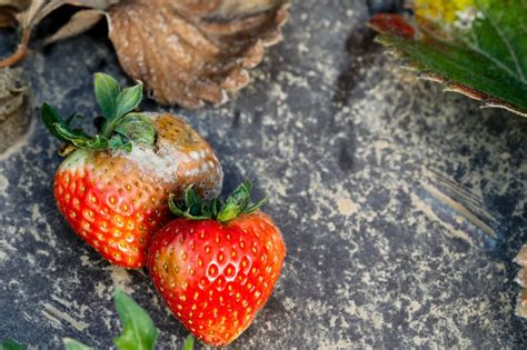 Redox Bio Nutrients On Linkedin Abiotic Stress Defense Redox Bio Nutrients