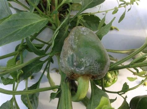 PP316 PP316 Pest Management Of Peppers In Miami Dade County Florida