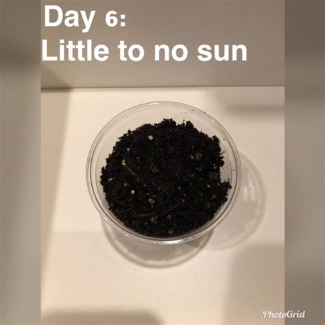 How Sunlight Affects Plant Growth Experiment Clearway Community Solar