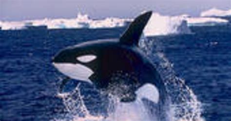 Captivity Drives Killer Whales Crazy Seaworld Fights Fines For Placing