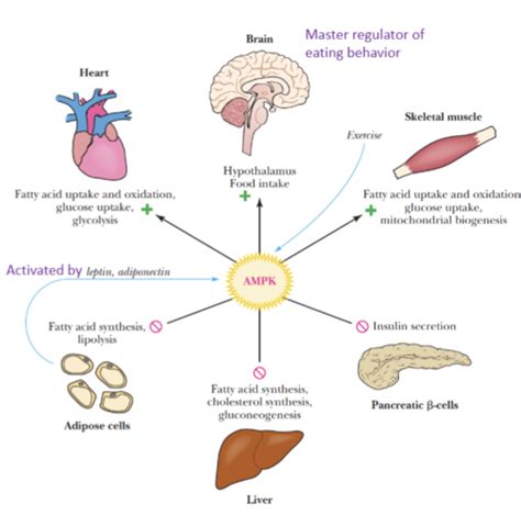 Final Exam Bchm Metabolic Integration And Organ Specialization