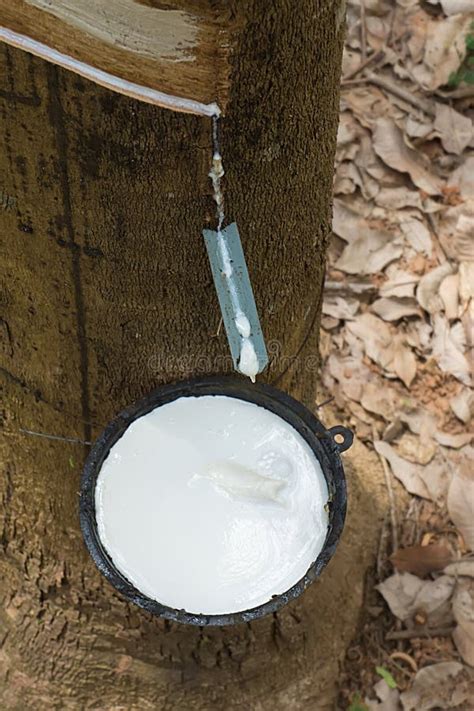 Rubber Latex Of Rubber Trees Stock Image Image Of Flora Plantation