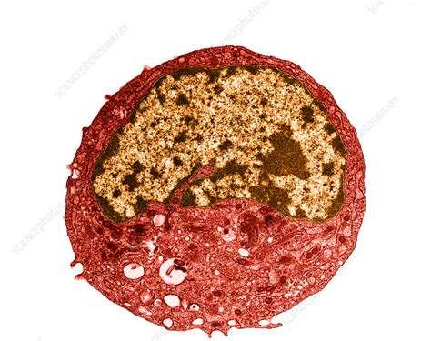 Typical Human Cell Tem Stock Image C0282383 Science Photo Library