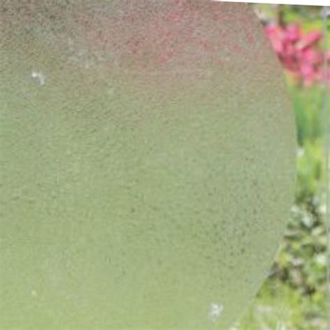Frosted Greenery Window Film Wod