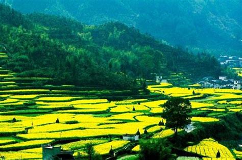 婺源看油菜花自驾车旅游完全攻略 组图 2 新浪旅游 新浪网