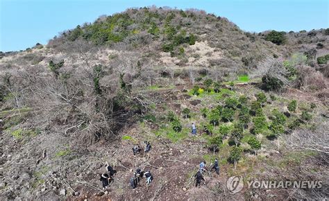 최남단 서귀포서 전국 첫 나무심기 행사 연합뉴스