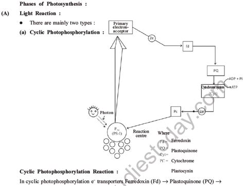 Neet Biology Photosynthesis Mcqs Set A With Answers