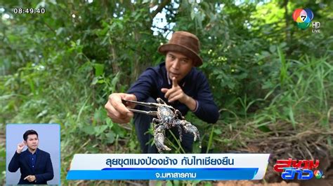 ข่าวปักหมุดของดีทั่วไทย ลุยขุดแมงป่องช้าง กับไทเชียงยืน จ มหาสารคาม
